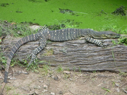 Barambah Wildlife News